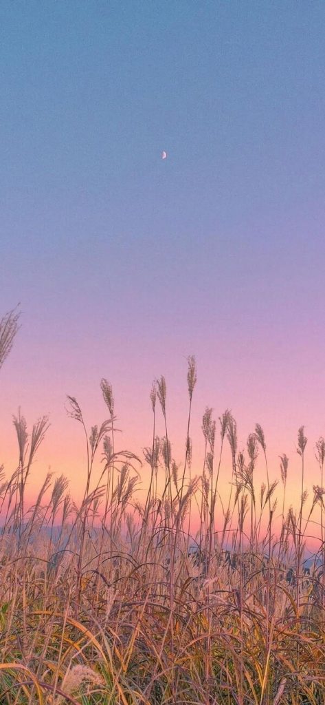 80+ Hình nền hoàng hôn tuyệt đẹp mới nhất cho điện thoại