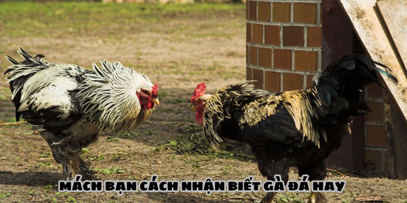 Mách bạn cách nhận biết gà đá hay từ kinh nghiệm của các sư kê - Box ...