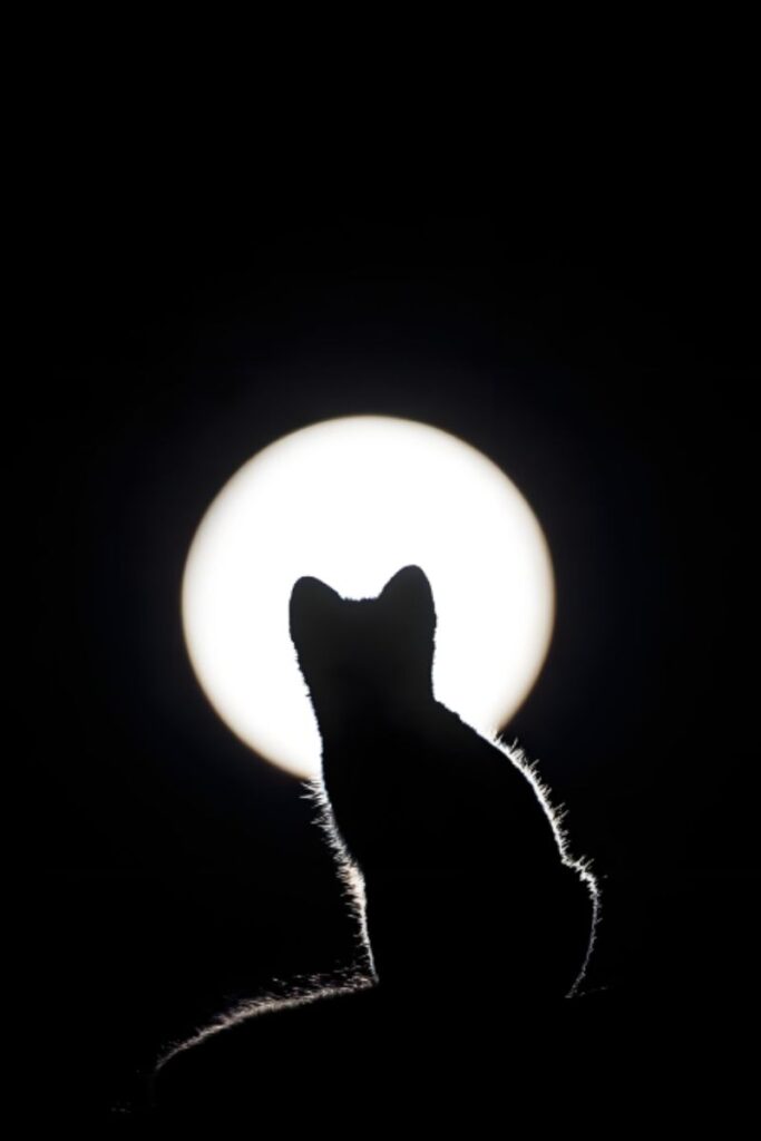 Tổng hợp 80+ hình nền màu đen đẹp nhất cho dế yêu